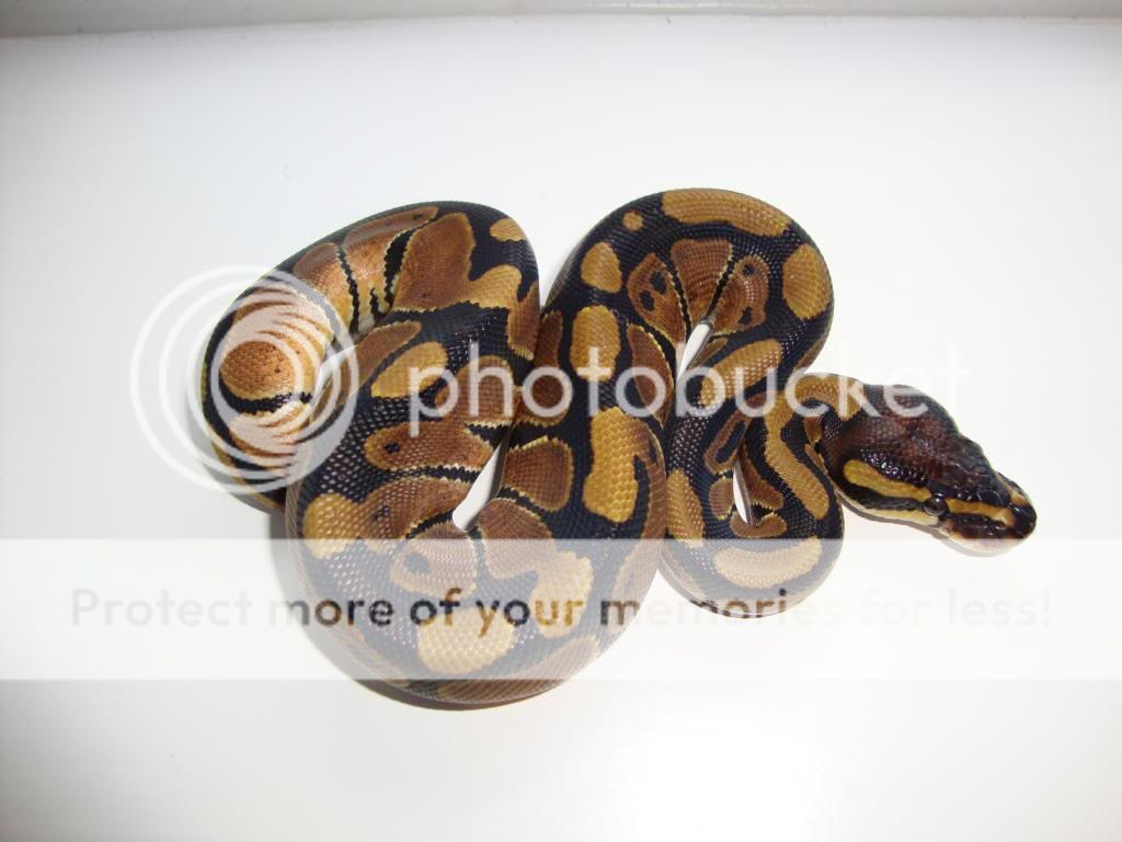 SE England - CB12 Royal Python Morphs | Reptile Forums
