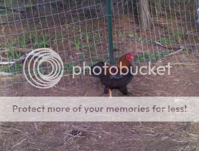 What Breed are These? Gamecocks? Bantam Rumpless Arucana? | BackYard ...
