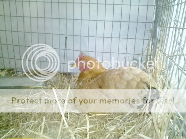 What Breed are These? Gamecocks? Bantam Rumpless Arucana? | BackYard ...