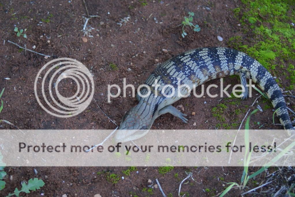 Wild eastern/northern bluey pics wanted | Aussie Pythons & Snakes Forum